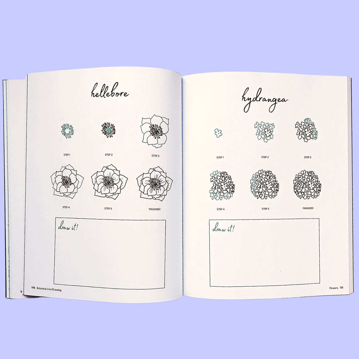 Botanical Line Drawing Step-by-Step