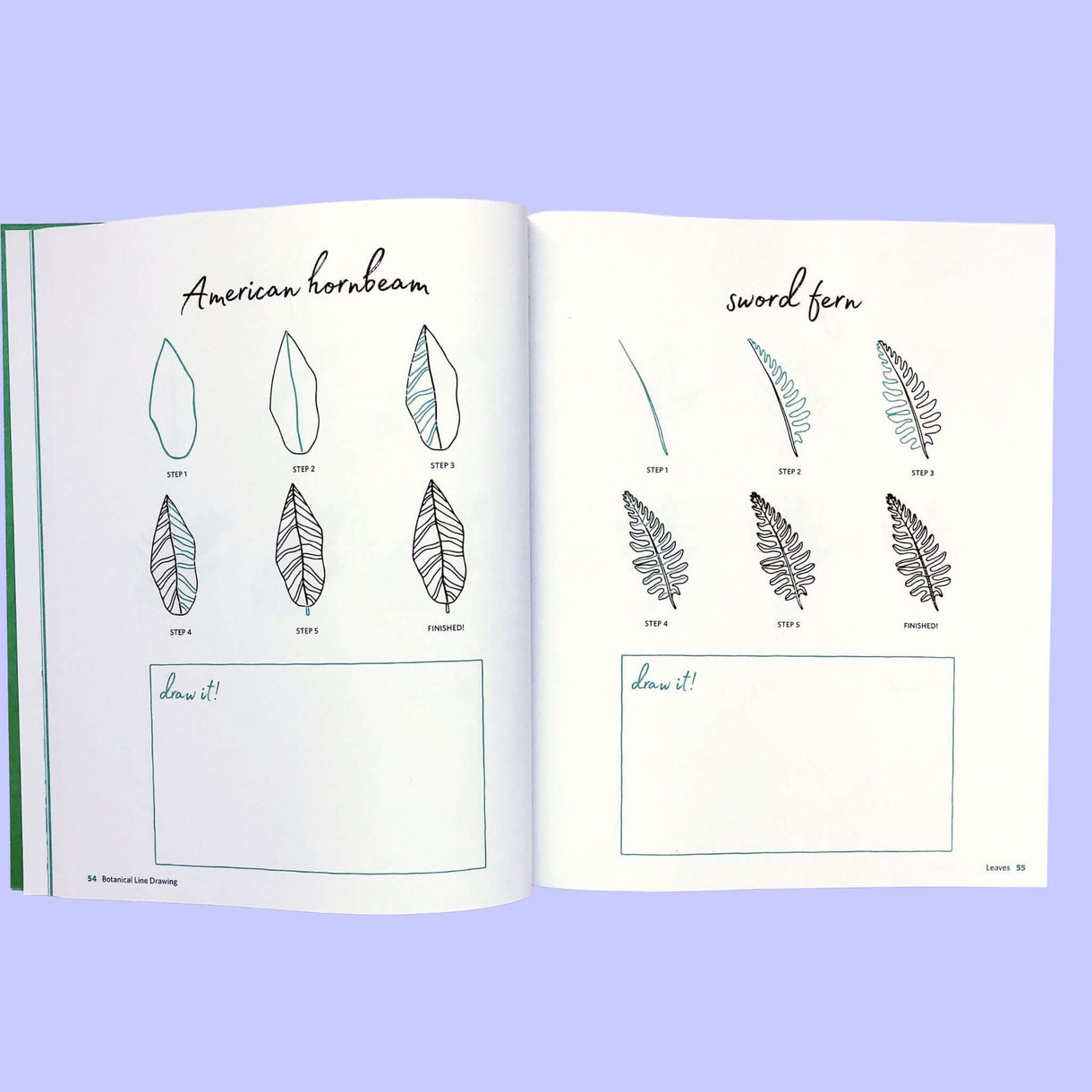 Botanical Line Drawing Step-by-Step